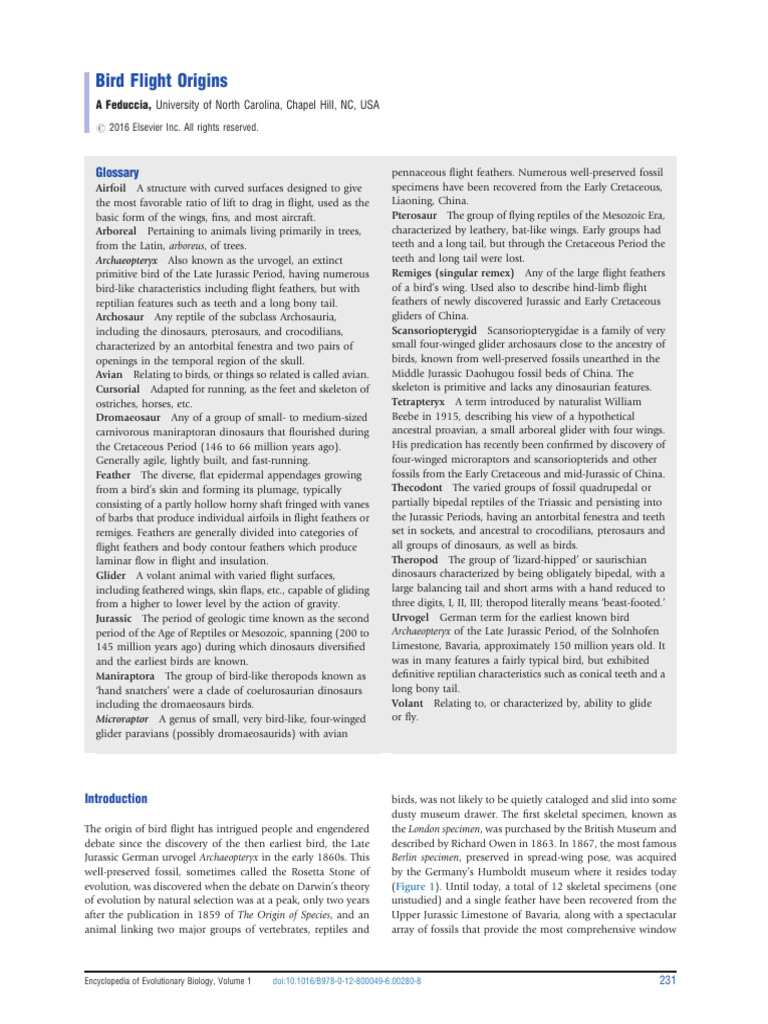 Origins of Bird Flight Theories | PDF | Dinosaurs | Feather