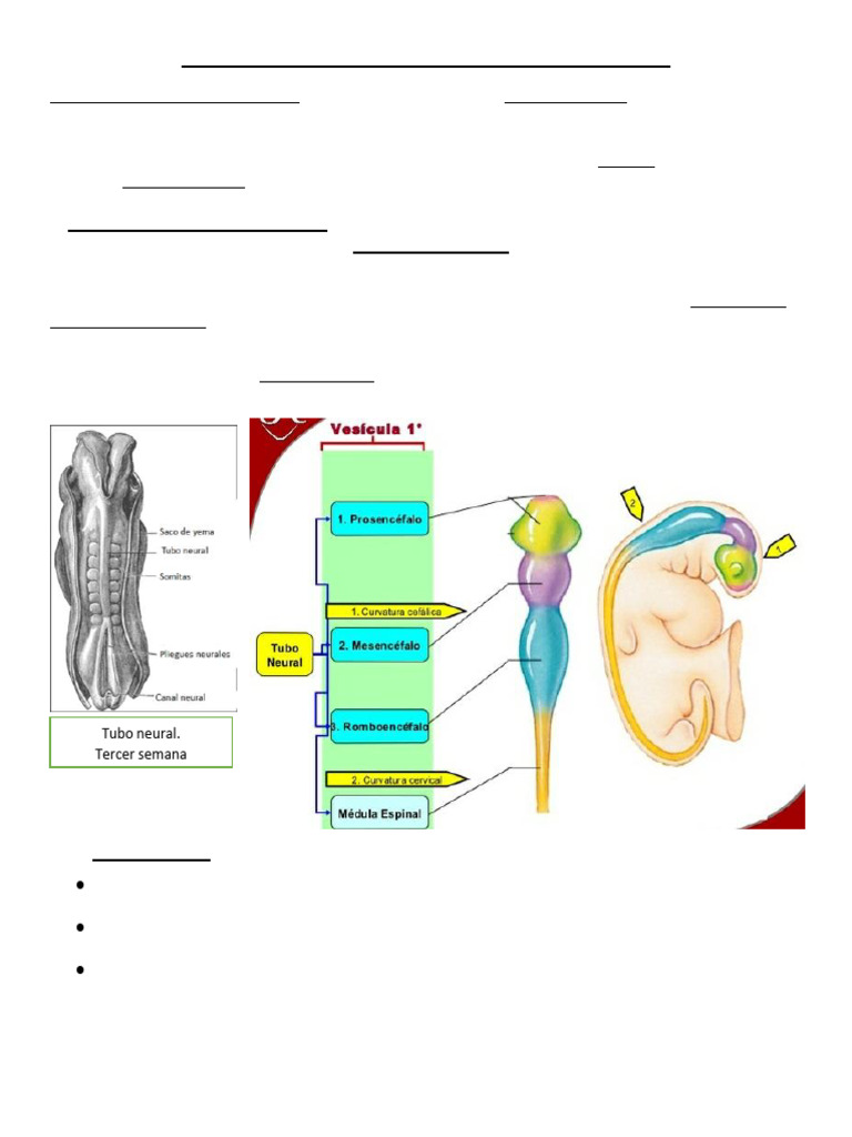 Embriología de SNC | PDF | Cerebelo | Médula espinal