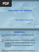 Musculos Del Perine | PDF | Sistema musculoesquelético | Anatomía humana