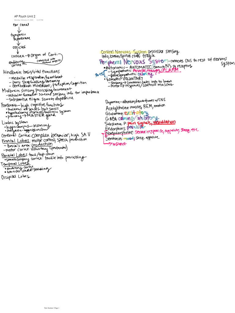 AP Psych Unit 2 Diagrams | PDF