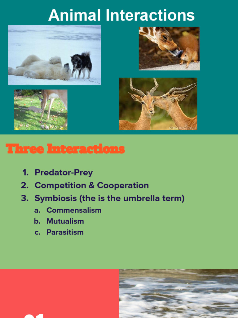 Symbiosis-Animal Interactions PP | PDF | Symbiosis | Predation