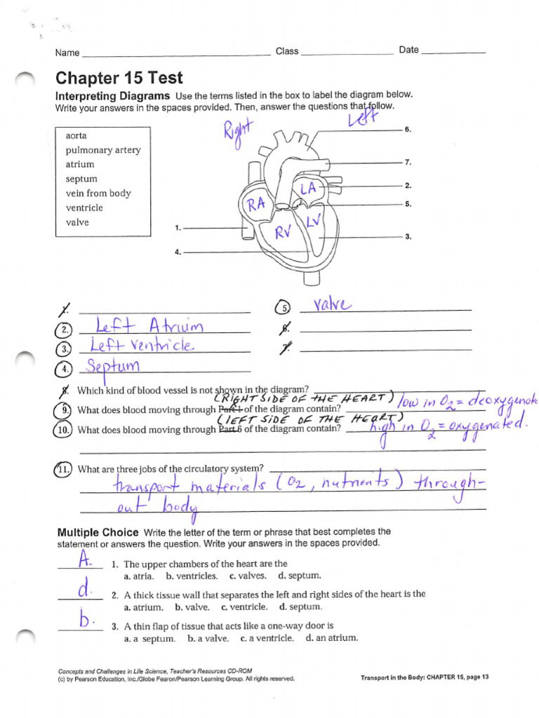 Circulatory Chapter Test Key 511 | PDF