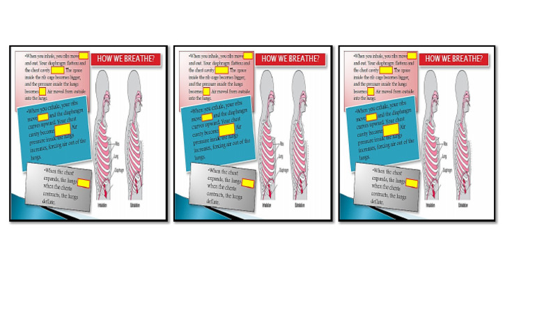 RESPIRATORY SYSTEM Activity Sheet | PDF