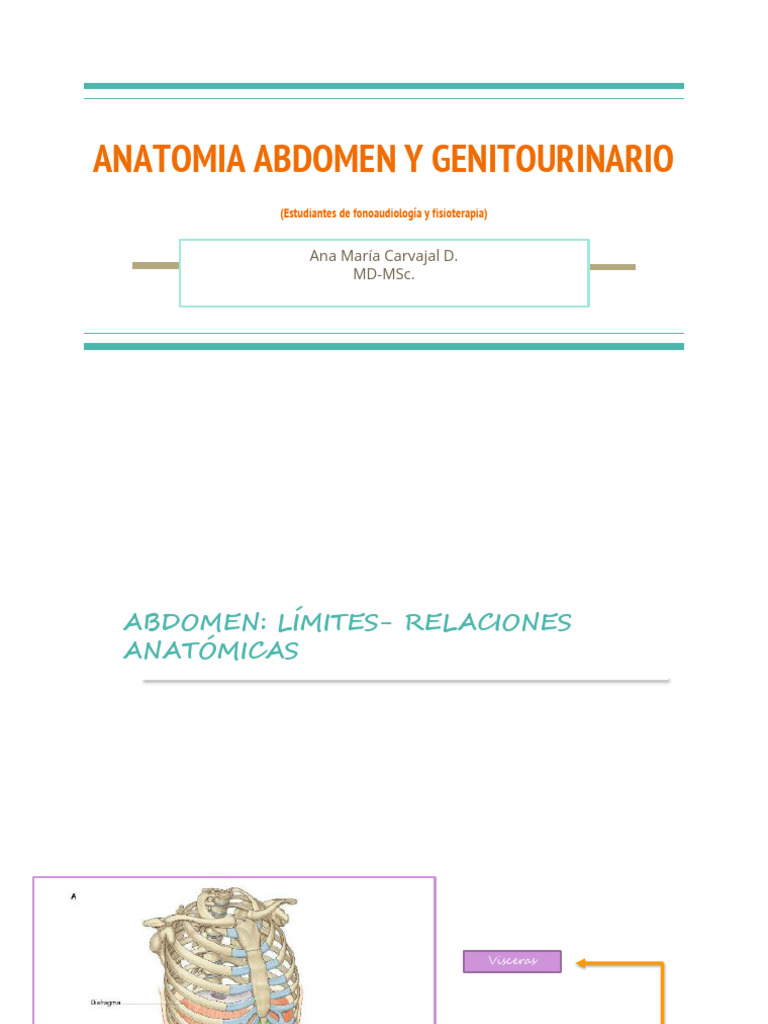 Anatomía del Abdomen y Genitourinario | PDF | Riñón | Abdomen