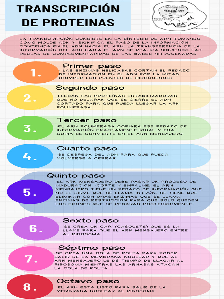 Transcripción y Traducción de Proteínas | PDF | Rna | Adn