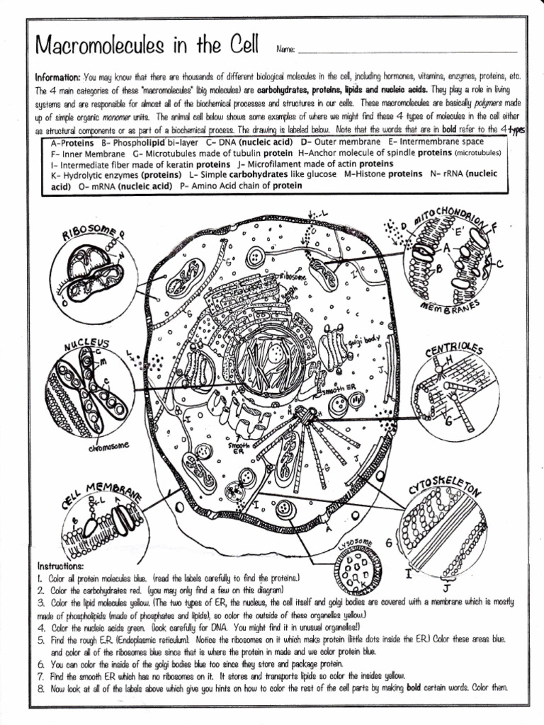 MacromoleculesintheCell 1 | PDF | Proteins | Cell (Biology)