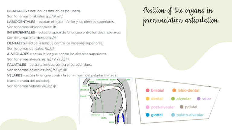 position of the organs in pronunciation articulation | PDF