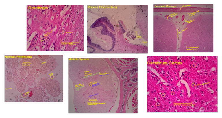 Preparat Histo | PDF
