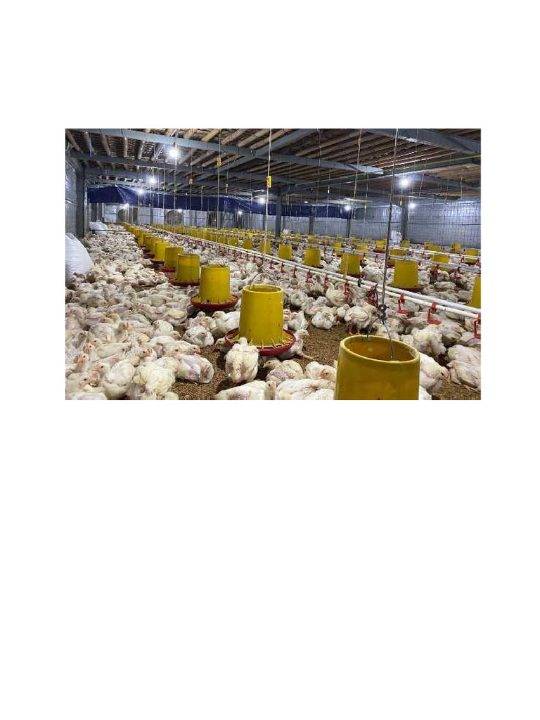 Broiler Chicken Business Proposal | PDF | Agriculture | Meat