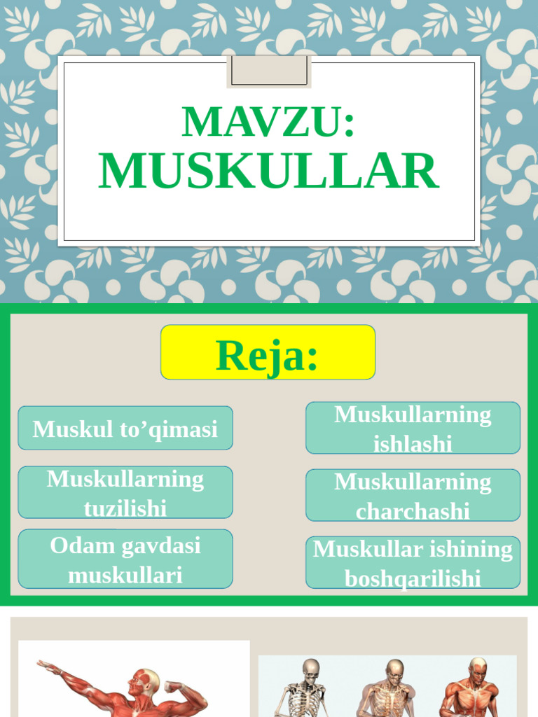 Muskullar BDTPCFZ | PDF