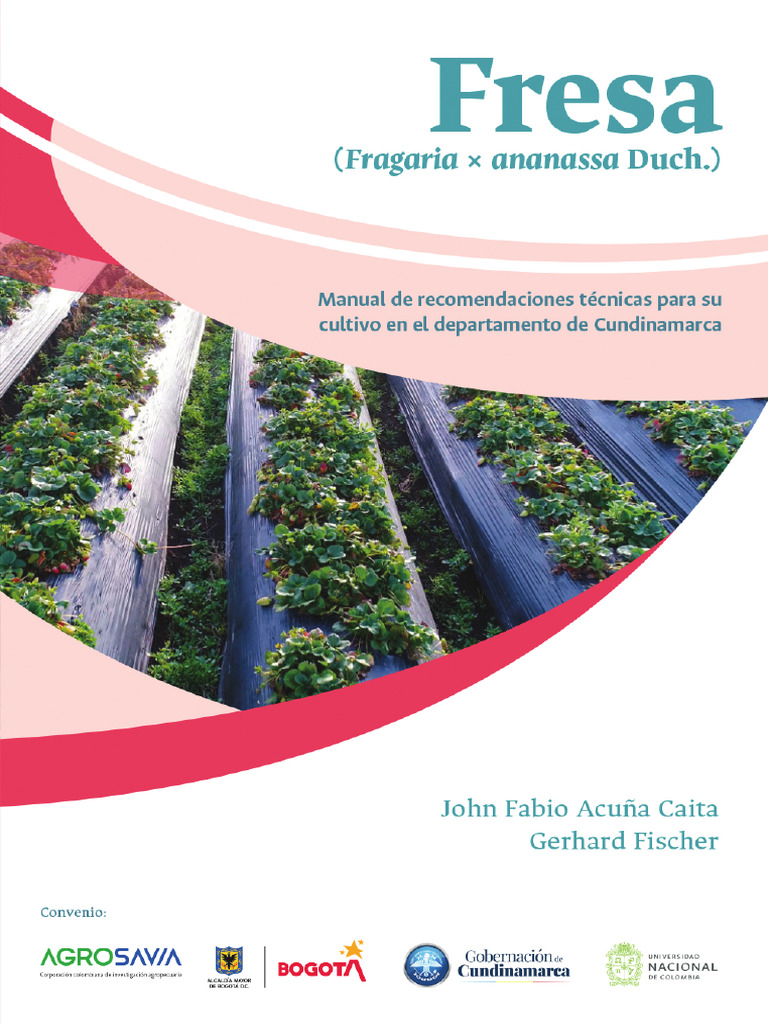 Cultivo de Fresa en Cundinamarca: Guía Técnica | PDF | Riego | fresa