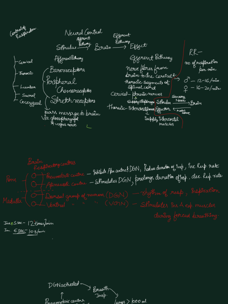 Control of Respiration | PDF