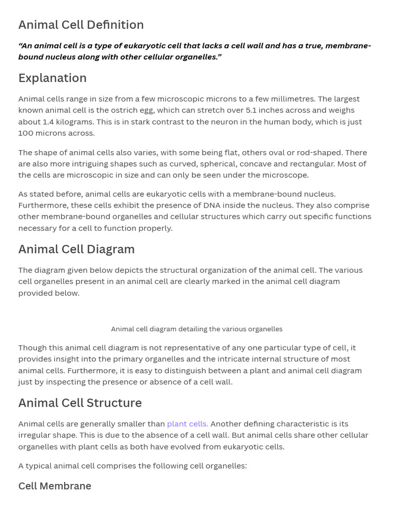 Animal Cell by BYJU'S Biology | PDF | Cell (Biology) | Organelle