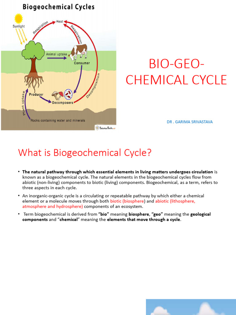 Understanding Biogeochemical Cycles | PDF | Systems Ecology | Earth ...