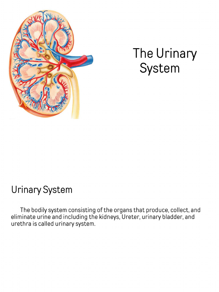 The Urinary System.ppt_20250123_120650_0000 | PDF