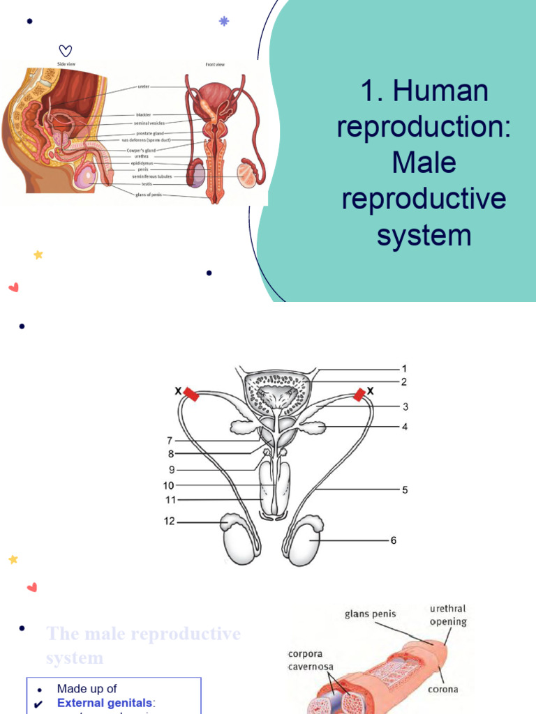 Male Reproductive System Overview | PDF | Prostate | Testicle