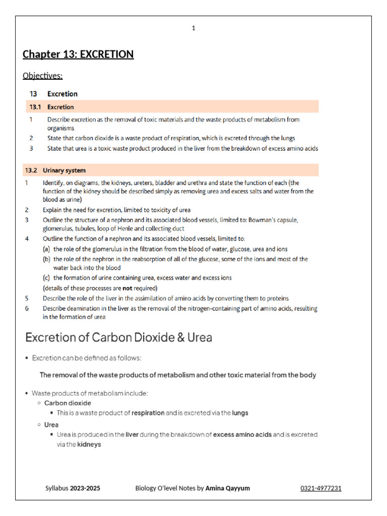 Chapter 13 Excretion Notes | PDF