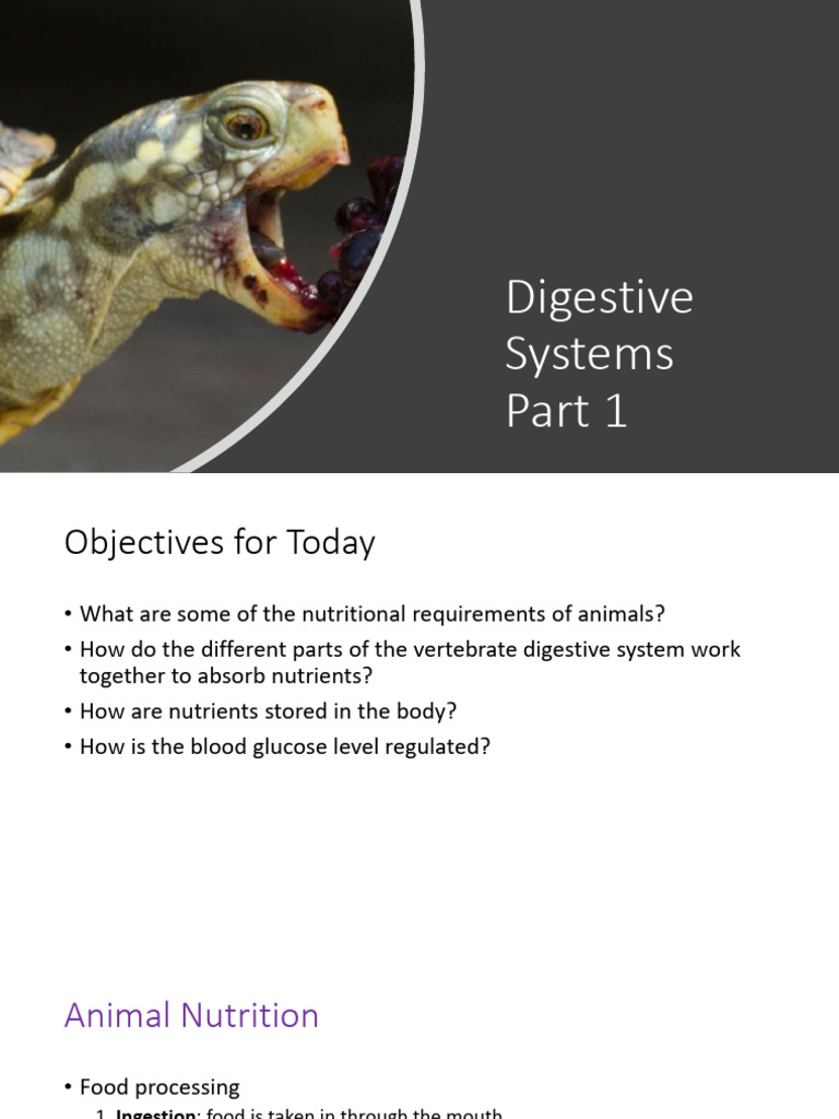 Digestive Systems (1) | PDF | Digestion | Pancreas