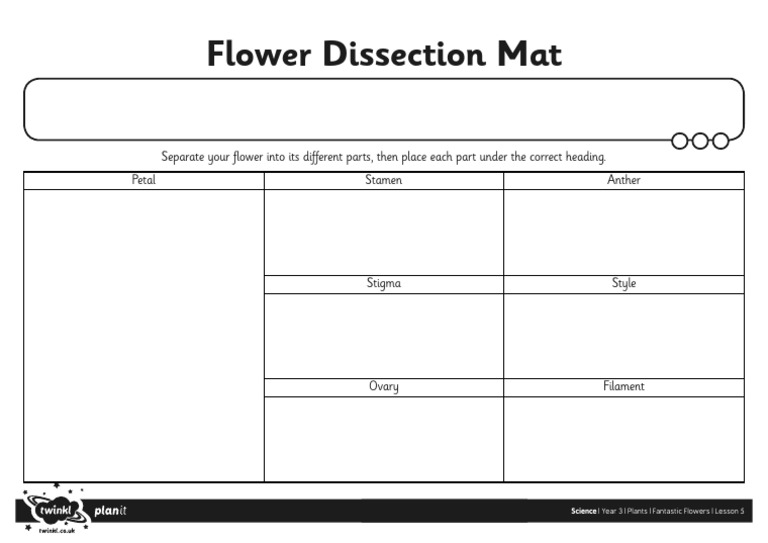 Year 3 Flower Dissection Guide | PDF