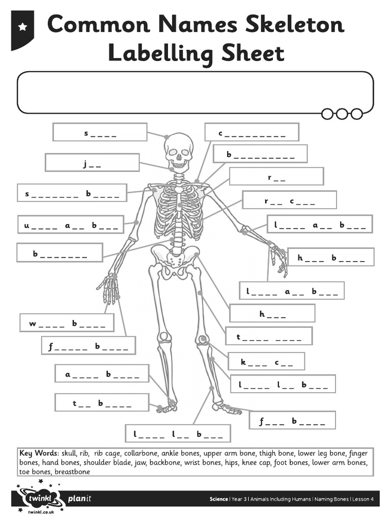 Activity Sheet Common Names Skeleton Labelling Sheet Black and White | PDF
