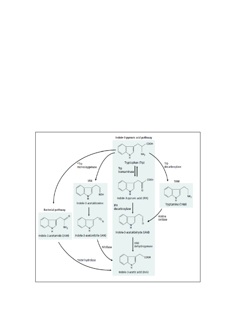 Plant Hormones Pdf Auxin Root