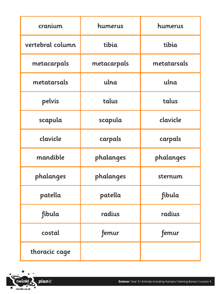 Activity Sheet Scientific Bone Labels | PDF