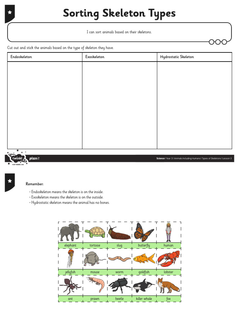 Types of Animal Skeletons Explained | PDF | Skeleton | Musculoskeletal ...