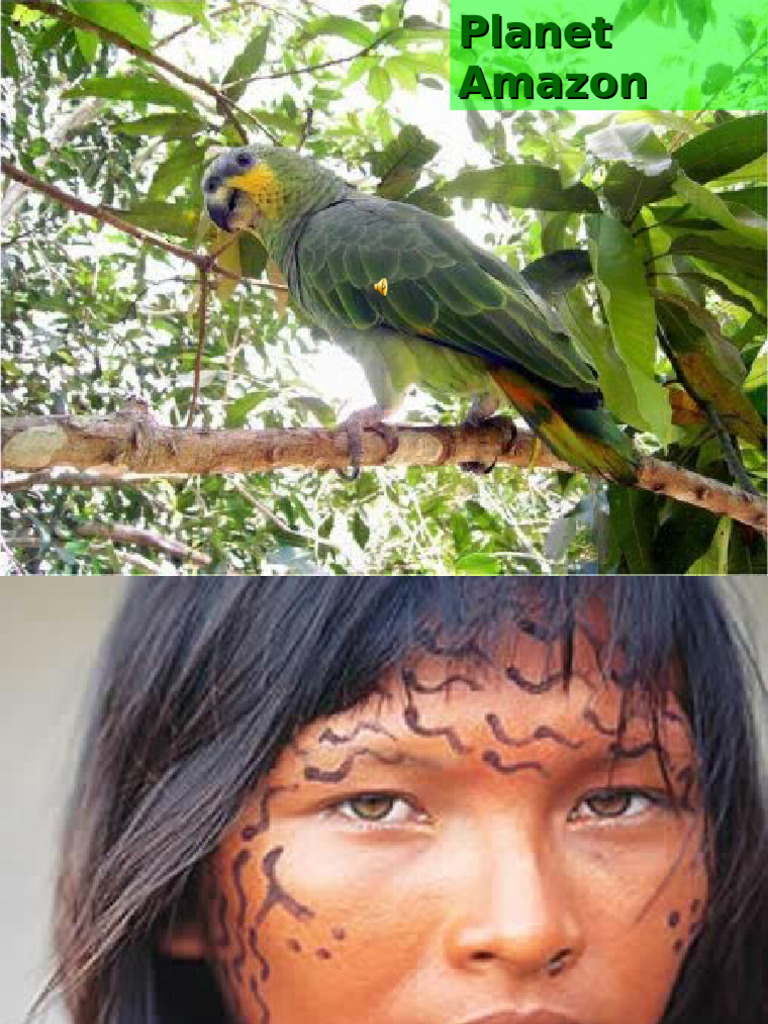 Discovering the Wonders of the Amazon | PDF | Amazon Rainforest | Brazil