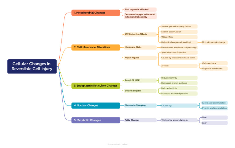 Cellular Changes in Reversible Cell Injury | PDF | Endoplasmic ...