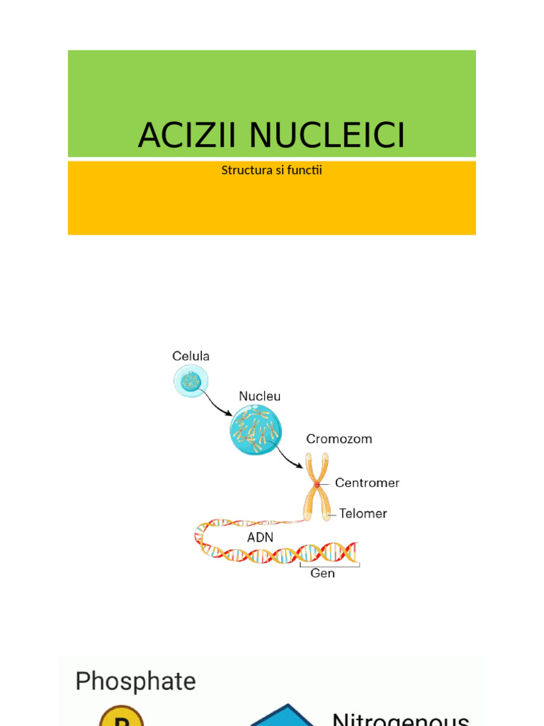 Acizii Nucleici - STR Si FCT | PDF