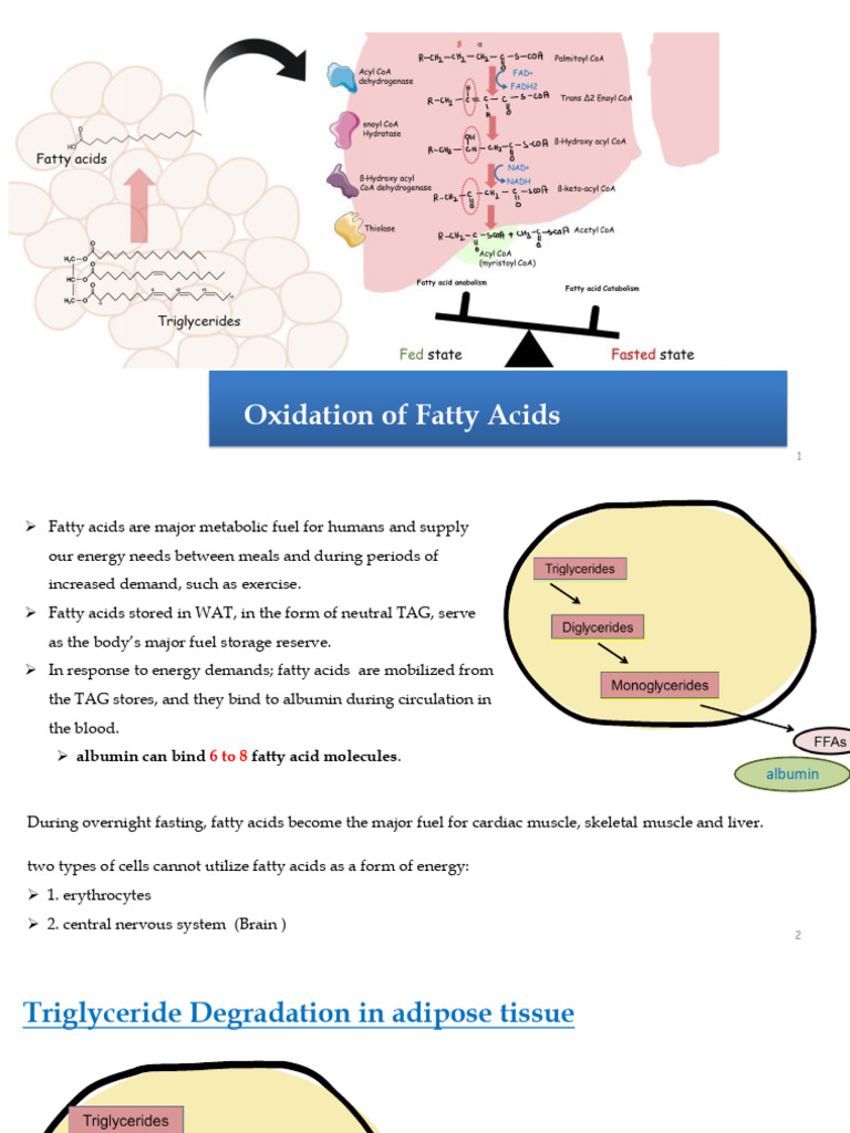Fatty acid oxidation 2025 | PDF | Fatty Acid | Mitochondrion