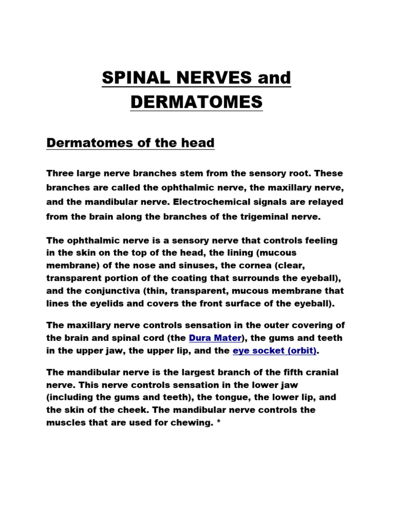Spinal Nerve and Connected Dermatome | PDF | Human Head And Neck ...