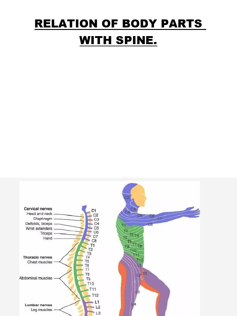 Body Parts and Spine Connection Guide | PDF