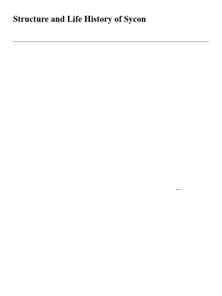 Sycon Sponge Structure & Life Cycle | PDF | Sponge | Sperm