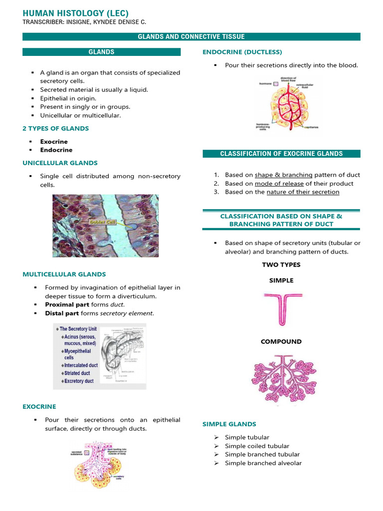 Glands and Connective Tissue | PDF | Connective Tissue | Tissue (Biology)