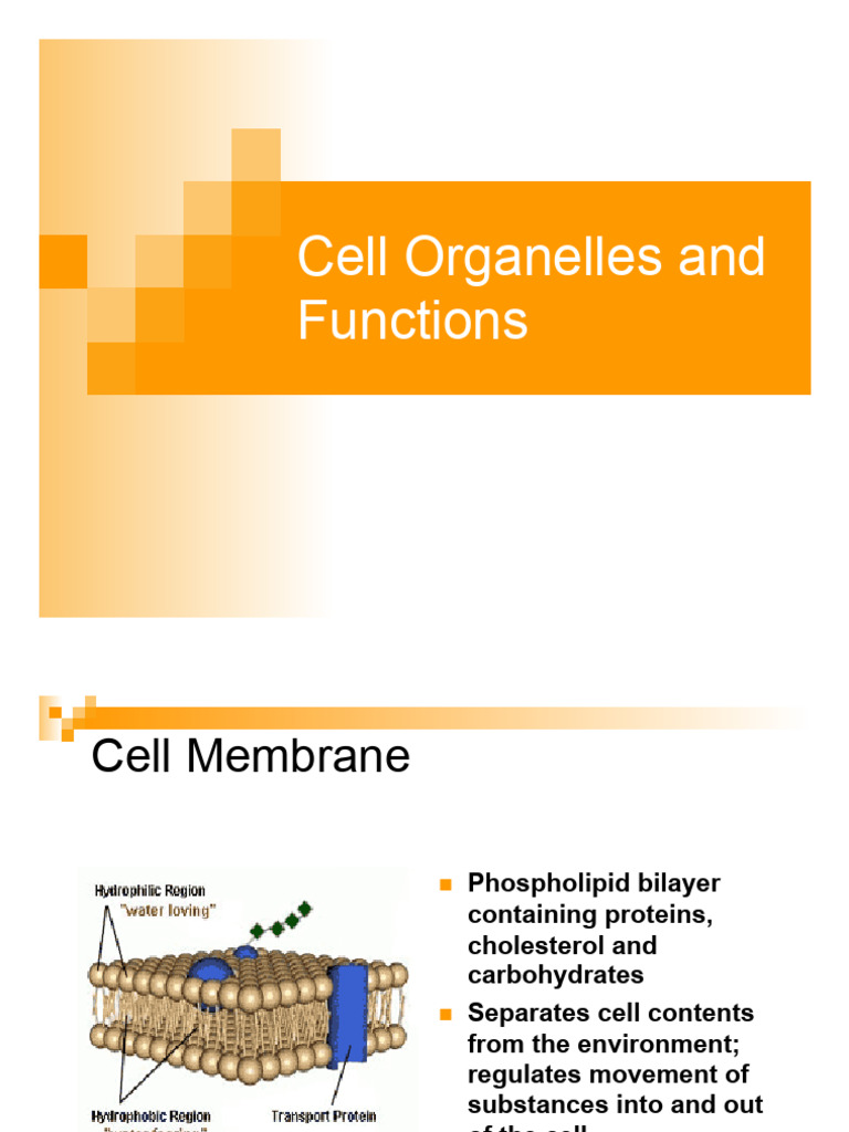 Cell Organelles and Functions Note | PDF | Cell (Biology) | Cell Nucleus
