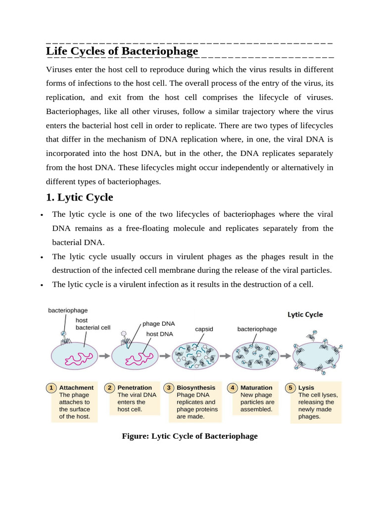 Baltimore Classification | PDF | Virus | Bacteriophage