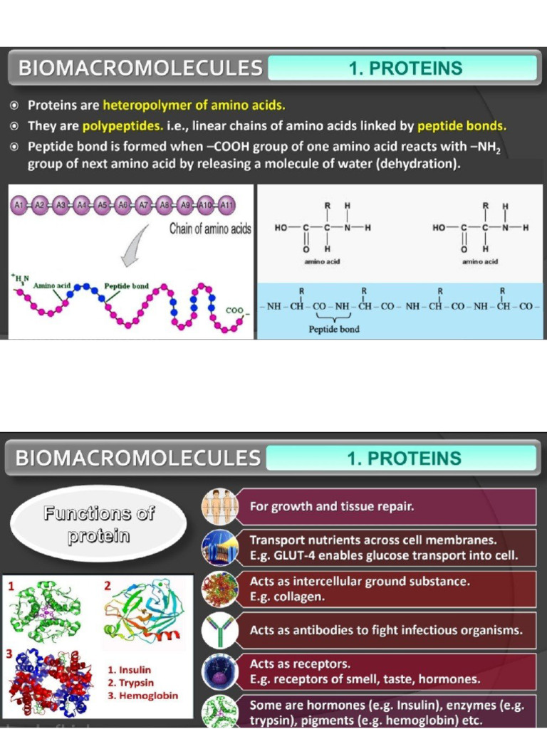 Proteins Class 11 Bio | PDF