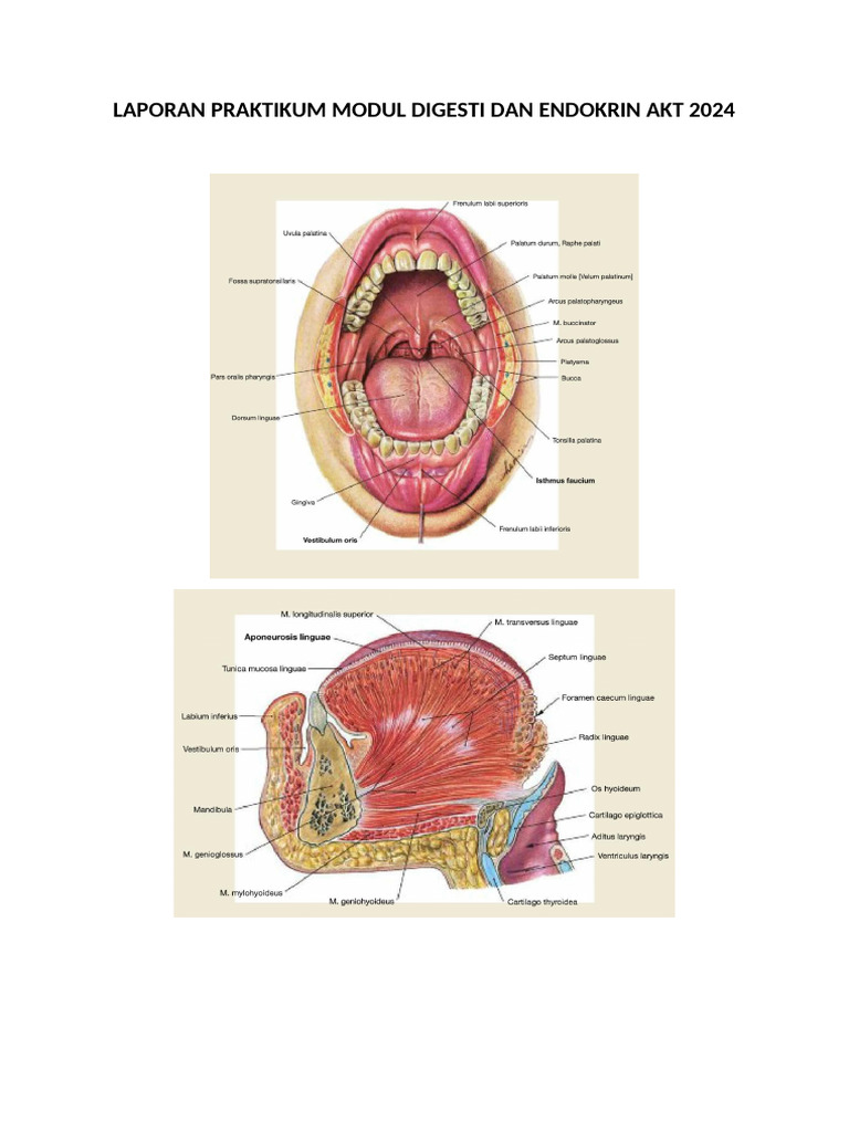 Laporan Praktikum Modul Digesti Dan Endokrin Akt 2024 | PDF