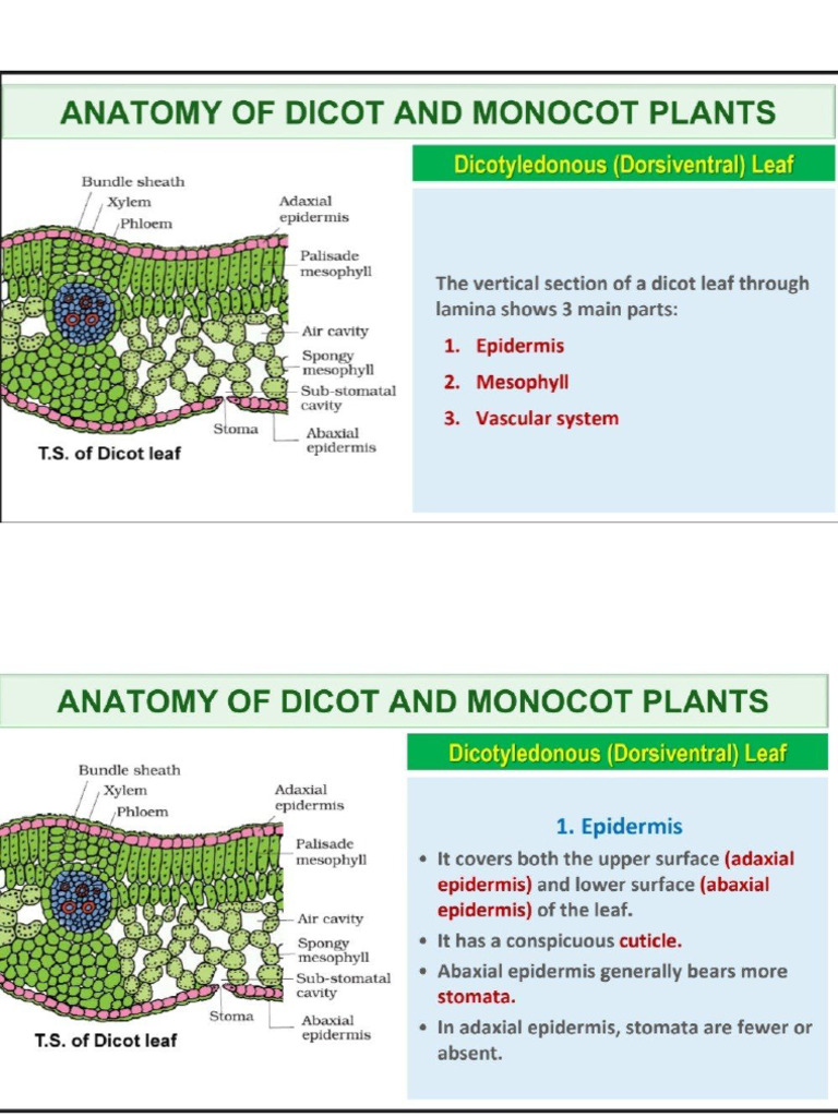 Anatomy of Frog Class 11 Bio | PDF