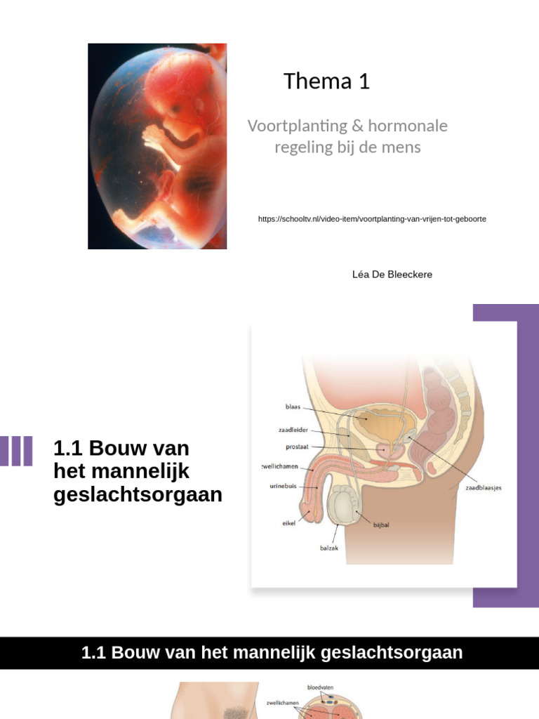 Thema 1 Voortplanting 4des | PDF