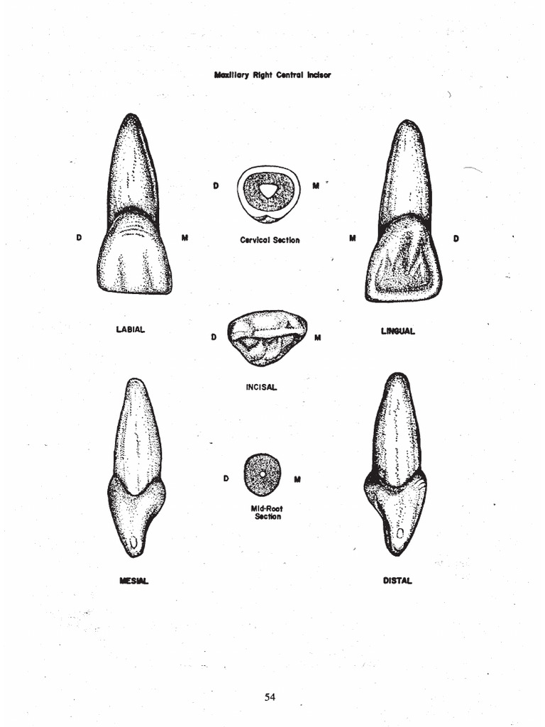 Maxillary Central Incisor | PDF