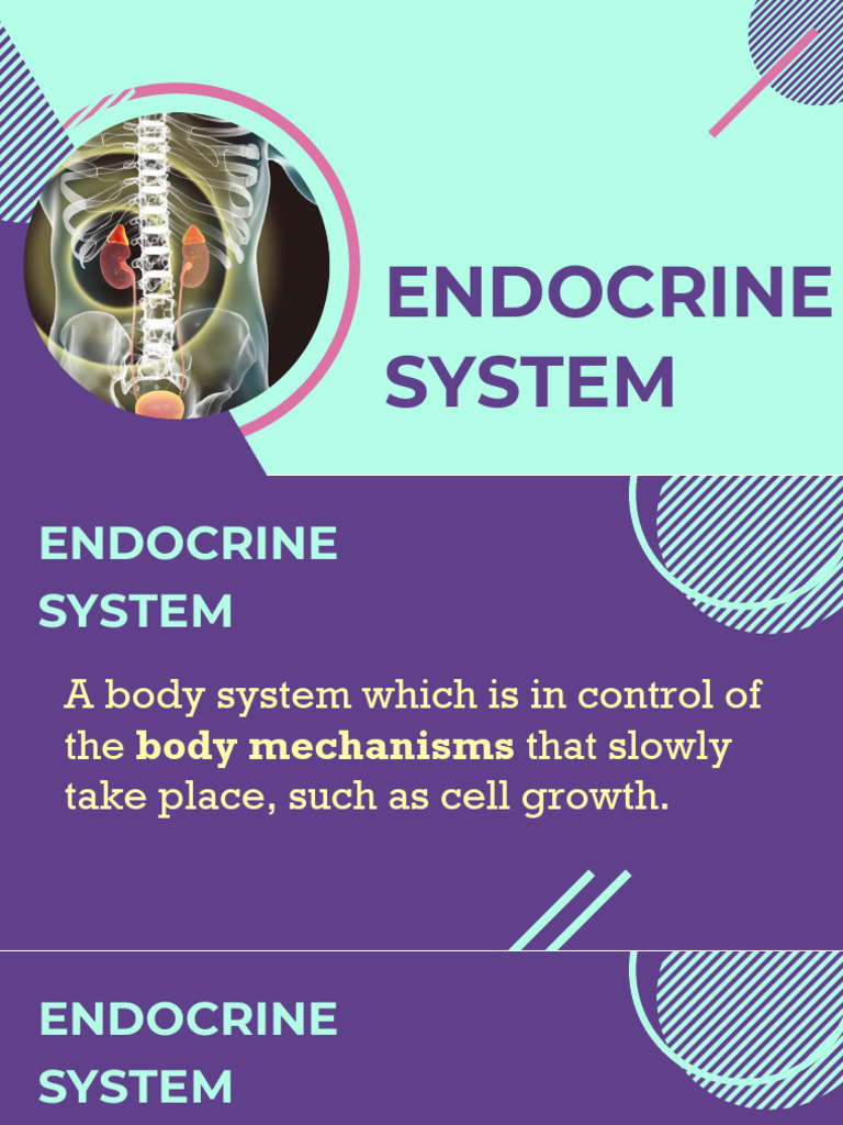 Lesson 1. Endocrine System | PDF