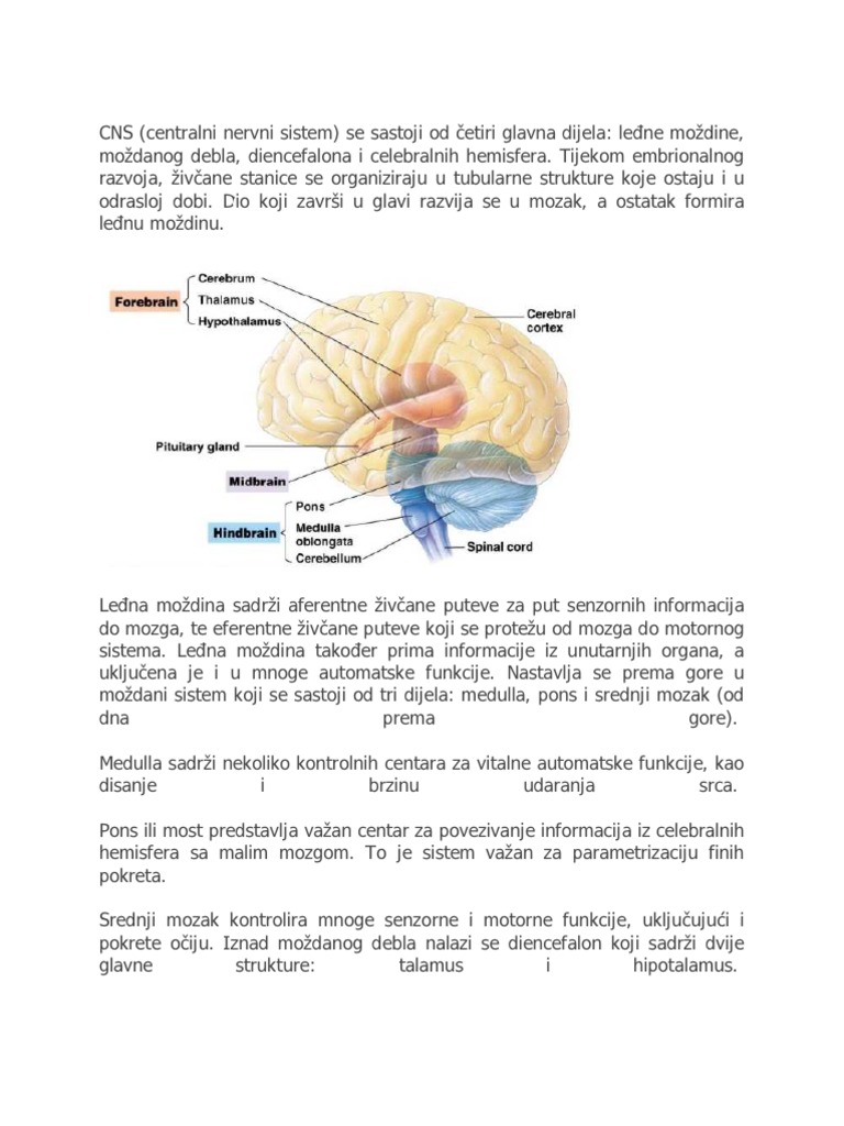 Anatomija Cns A | PDF
