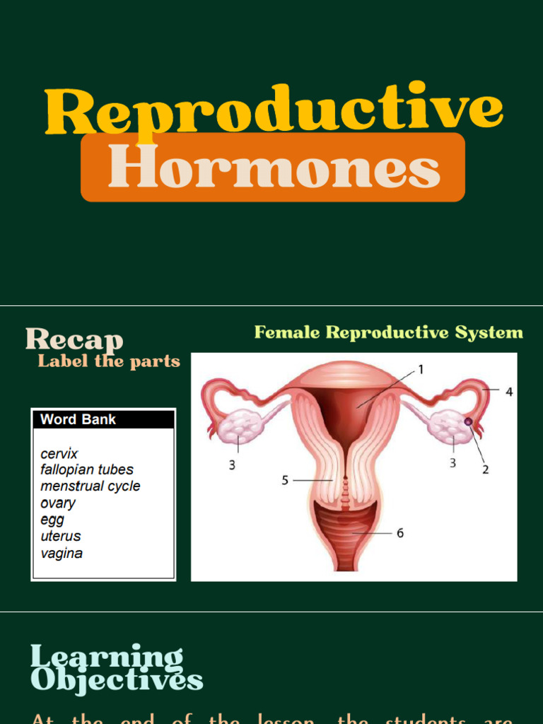 Lesson 3. Reproductive Hormone | PDF
