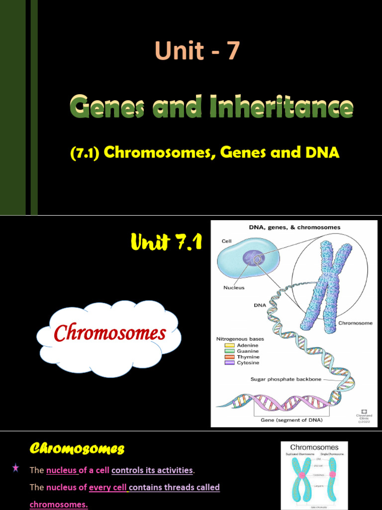 Yr 9 Unit 7 - 7.1 Chromosomes, genes and DNA | PDF | Chromosome | Dna