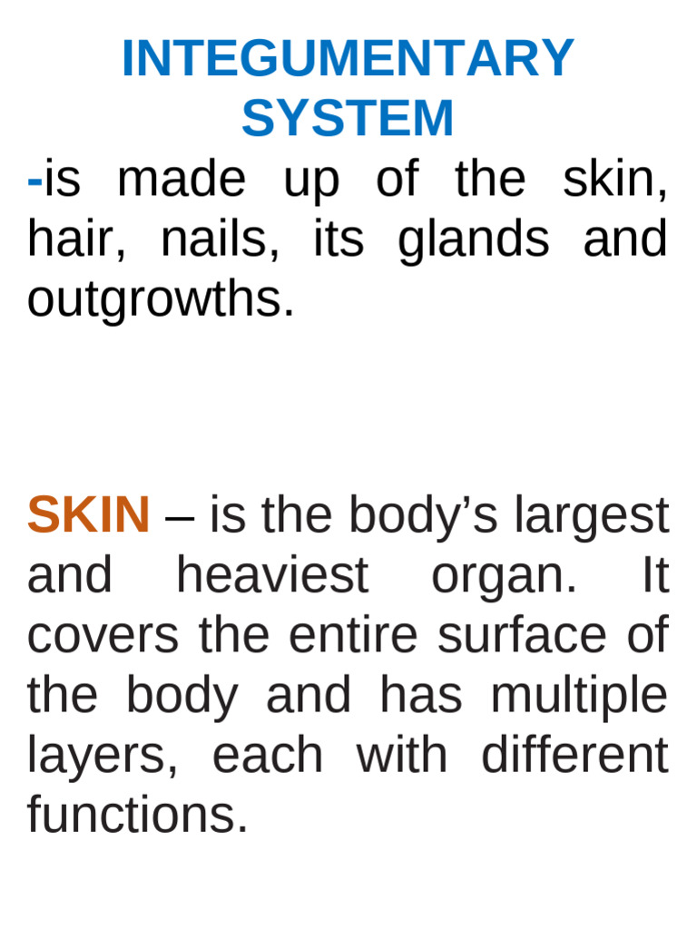 Integumentary System | PDF