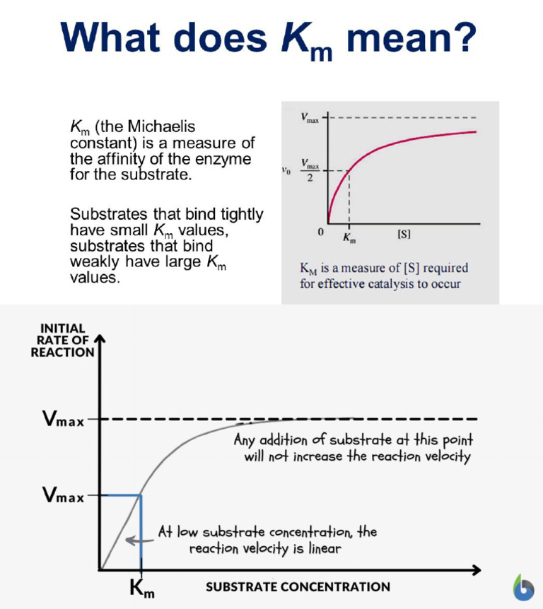Comparing Enzyme Affinities | PDF