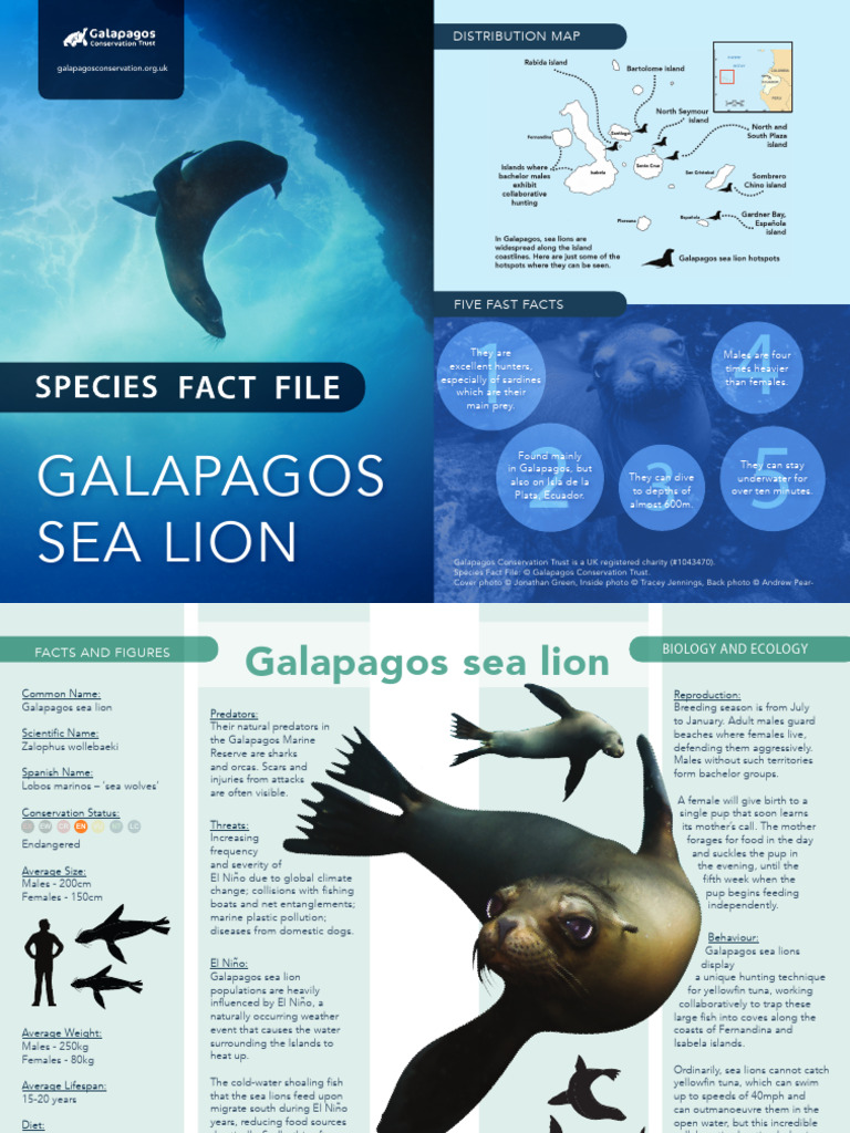 Sea Lion Fact File 2024 - Digital Download | PDF | Galápagos Islands ...