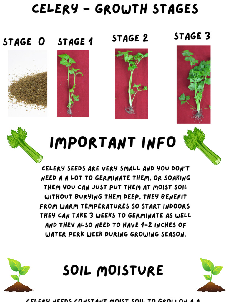 Seed Presentation PDF | PDF